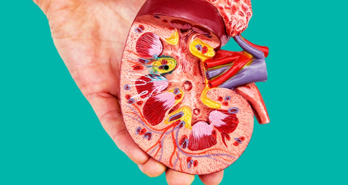 Exame de ureia: quando é indicado? - Blog da Alice