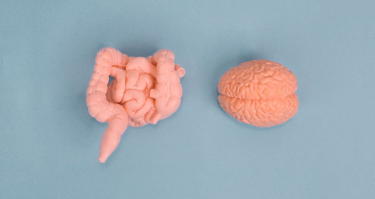 Intestino é um segundo cérebro? Veja o que a Ciência diz